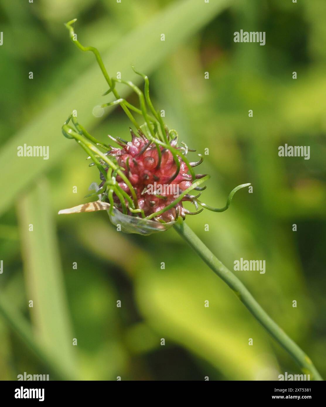 wild garlic (Allium vineale) Plantae Stock Photo - Alamy