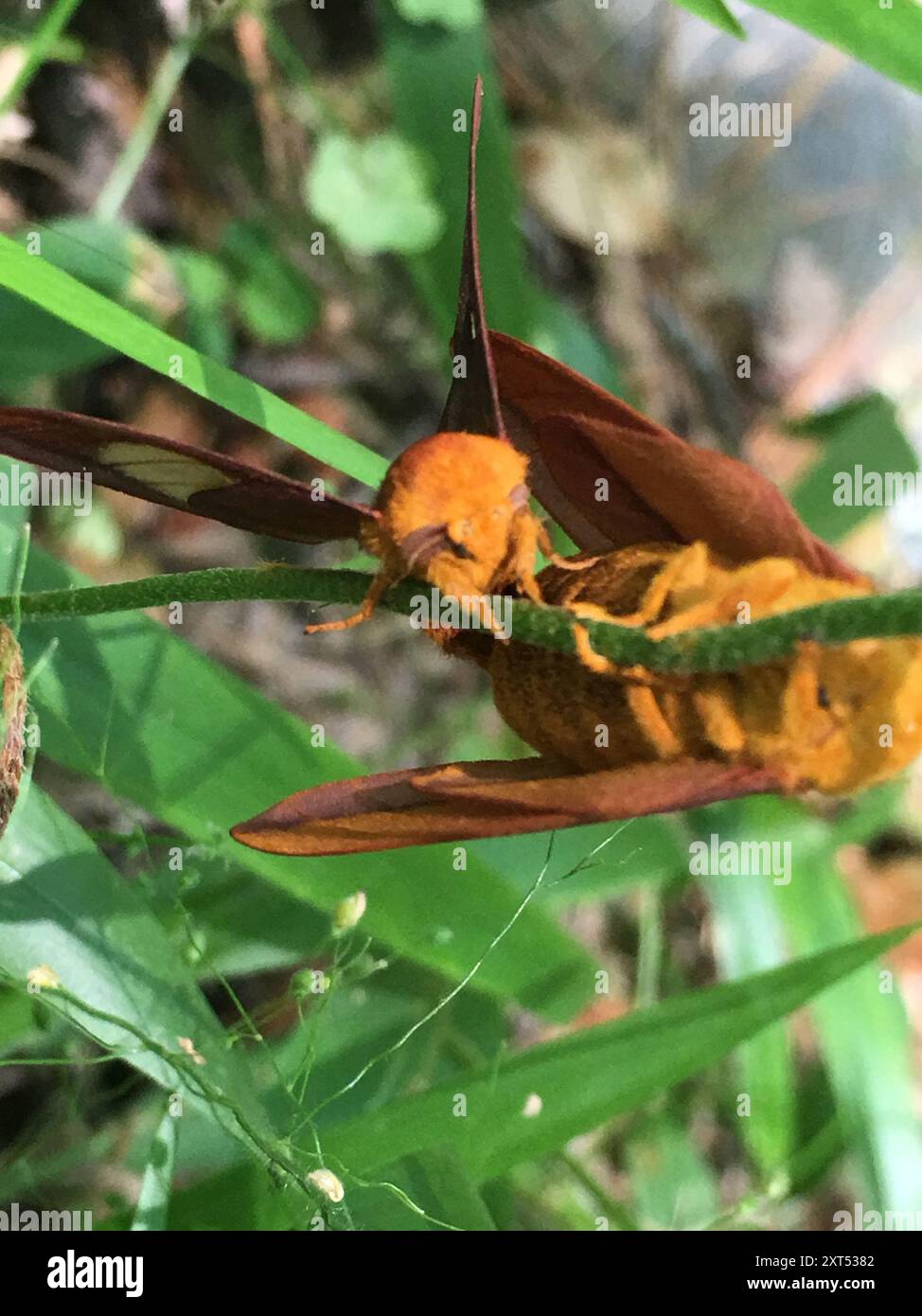 Pink-striped Oakworm Moth (Anisota virginiensis) Insecta Stock Photo ...