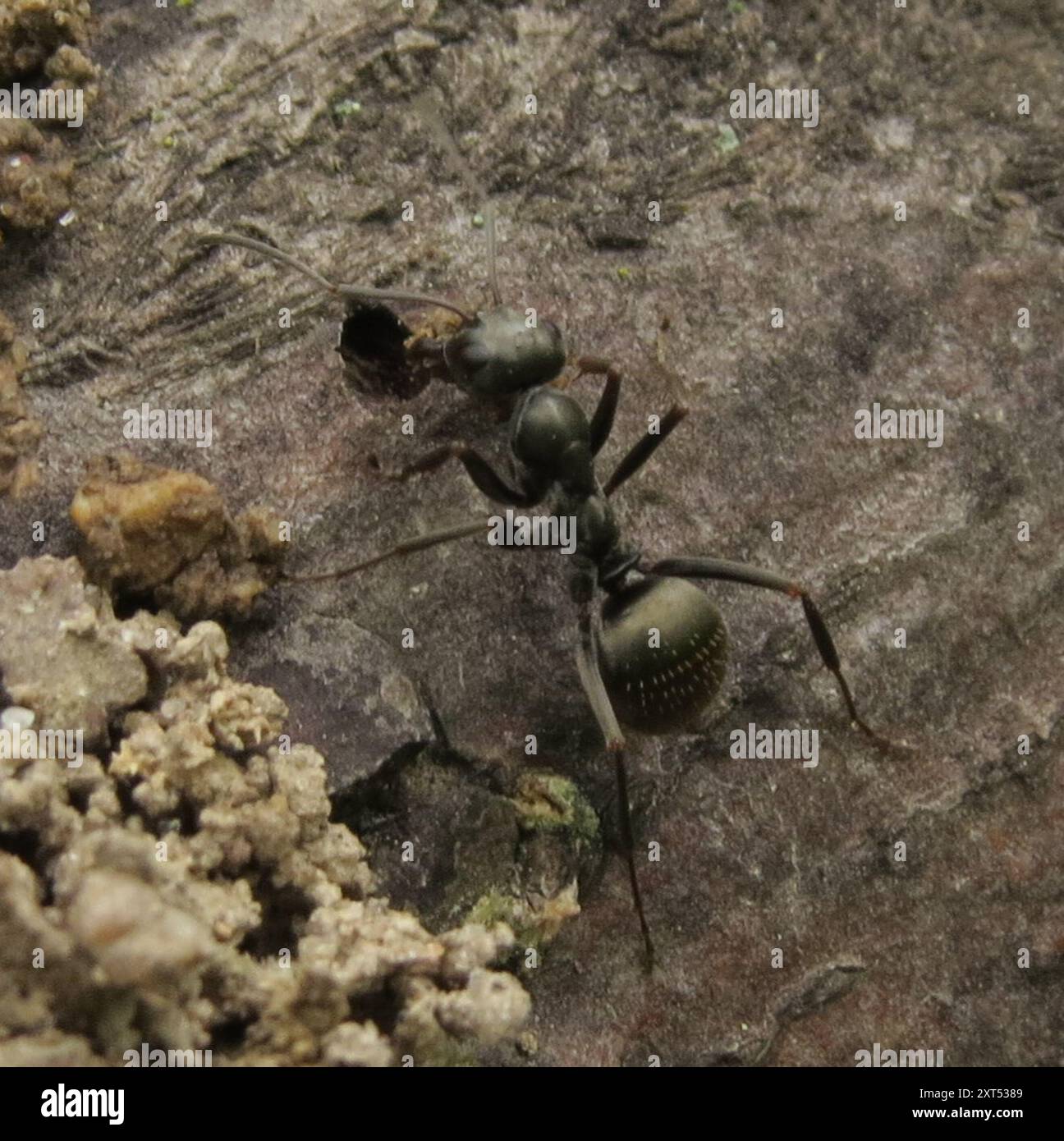Silky Field Ant (Formica subsericea) Insecta Stock Photo - Alamy
