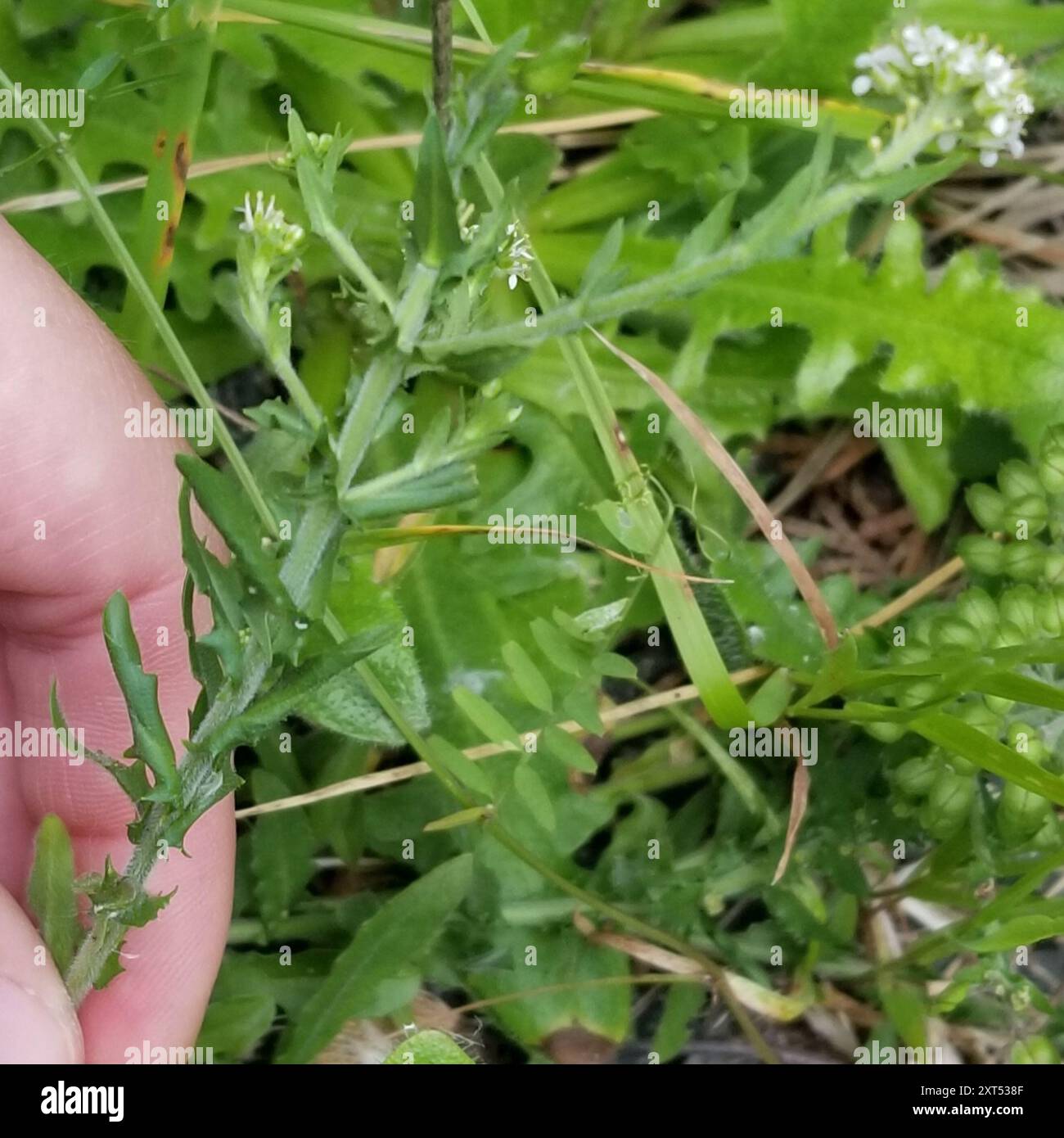 field peppergrass (Lepidium campestre) Plantae Stock Photo - Alamy