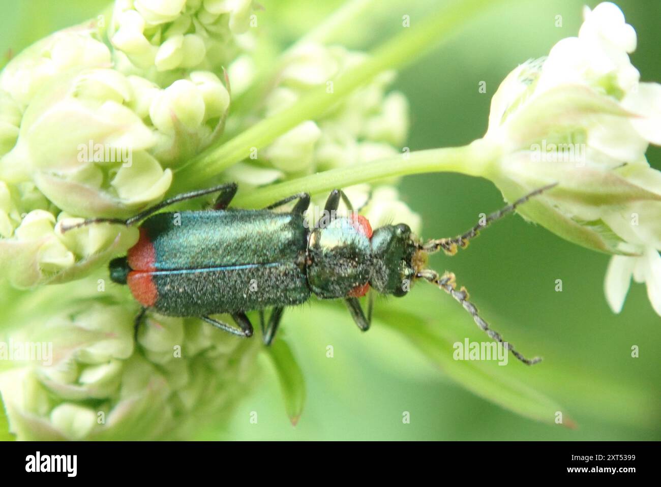 Common Malachite-beetle (Malachius bipustulatus) Insecta Stock Photo ...