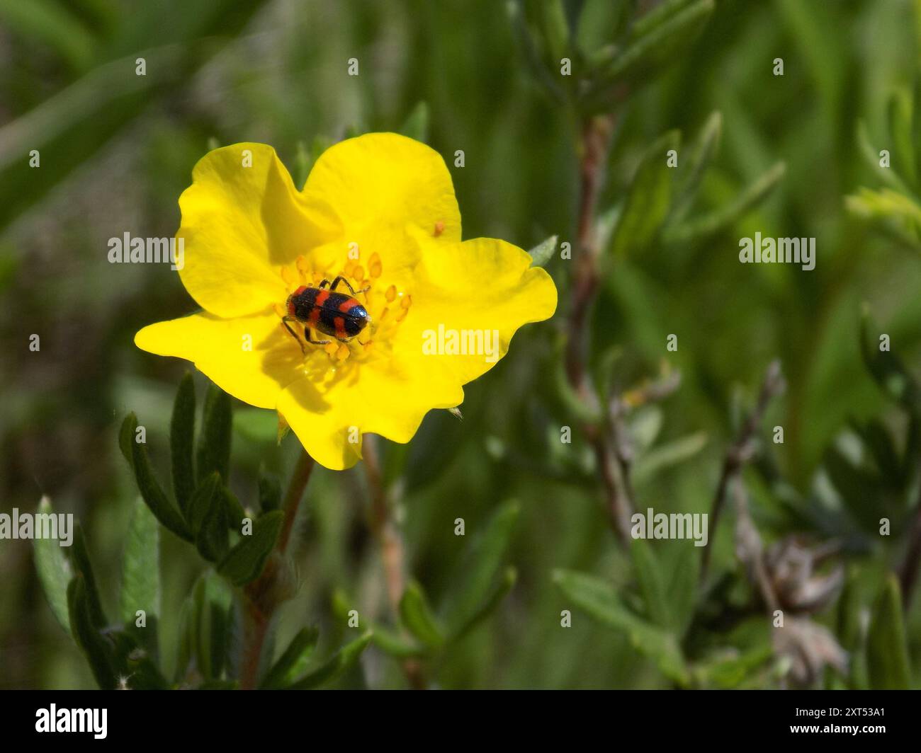 Red-blue Checkered Beetle (Trichodes nuttalli) Insecta Stock Photo - Alamy