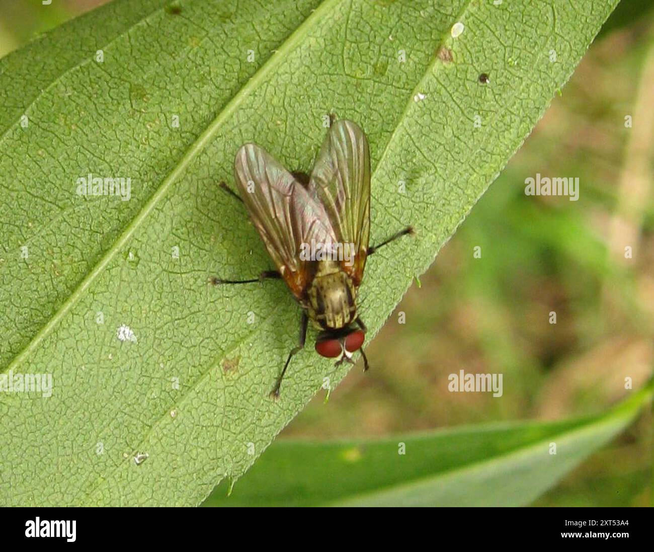 Root-maggot Flies (Anthomyiidae) Insecta Stock Photo - Alamy