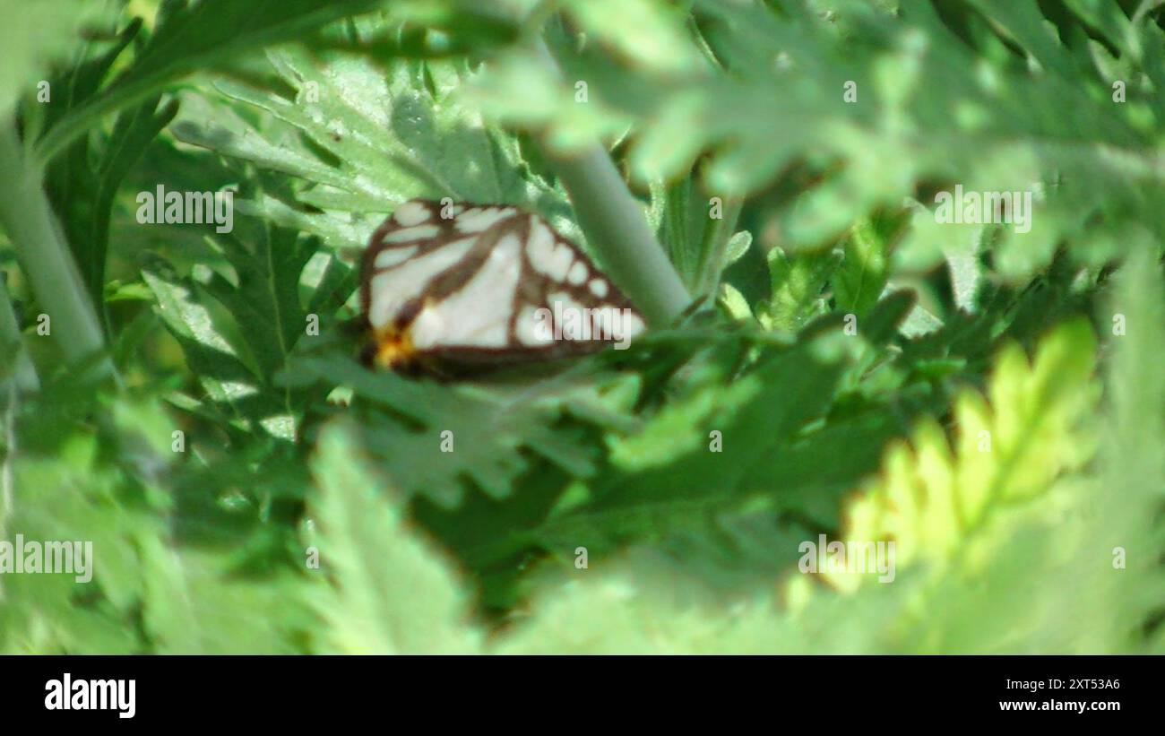 Reversed Haploa Moth (Haploa reversa) Insecta Stock Photo - Alamy
