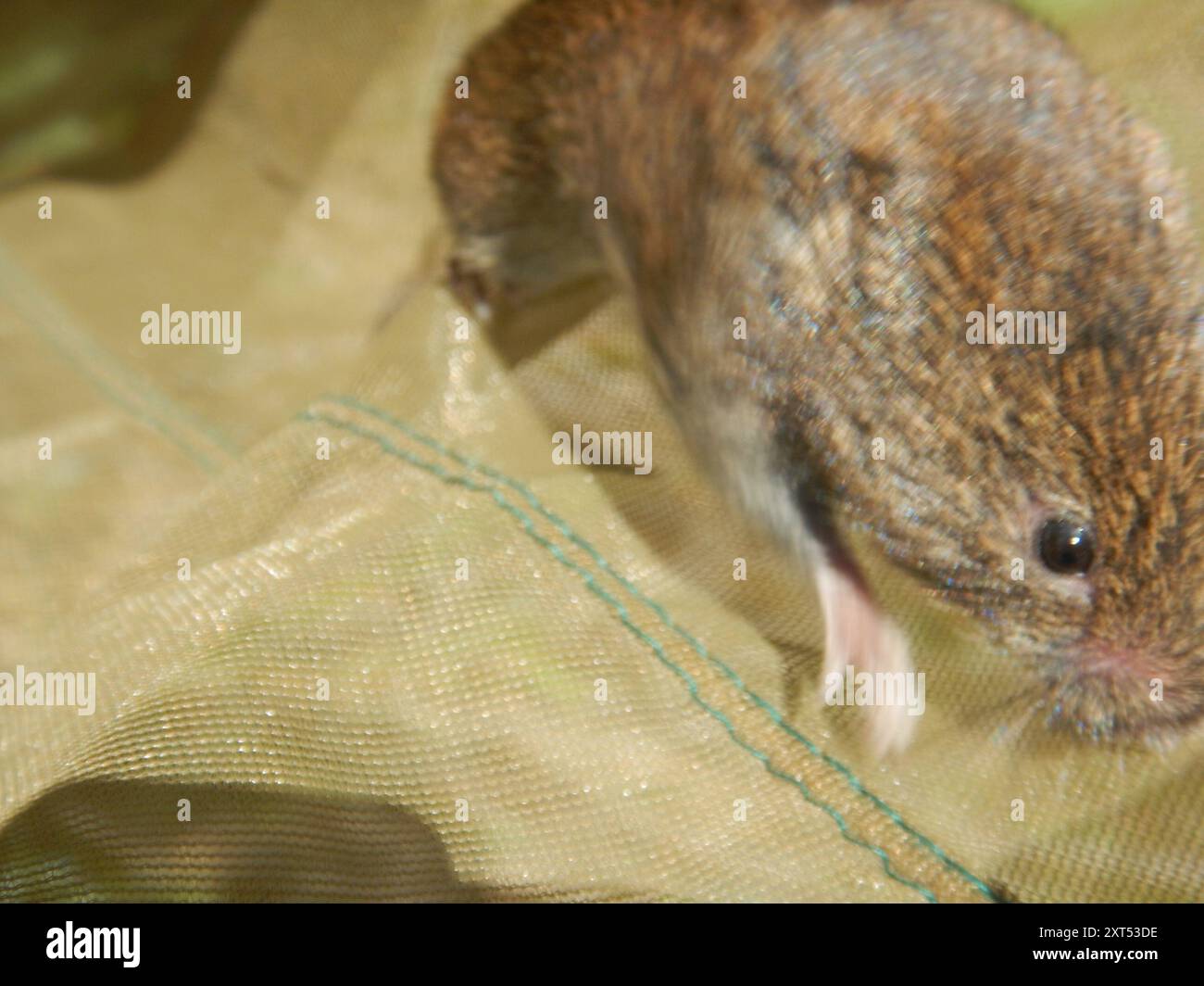 Meadow Voles (Microtus) Mammalia Stock Photo - Alamy