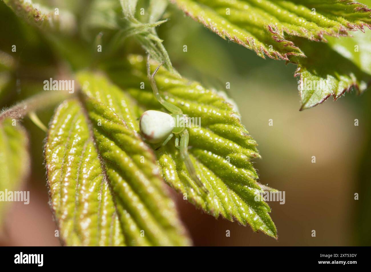 Triangle Crab Spider (Ebrechtella tricuspidata) Arachnida Stock Photo ...