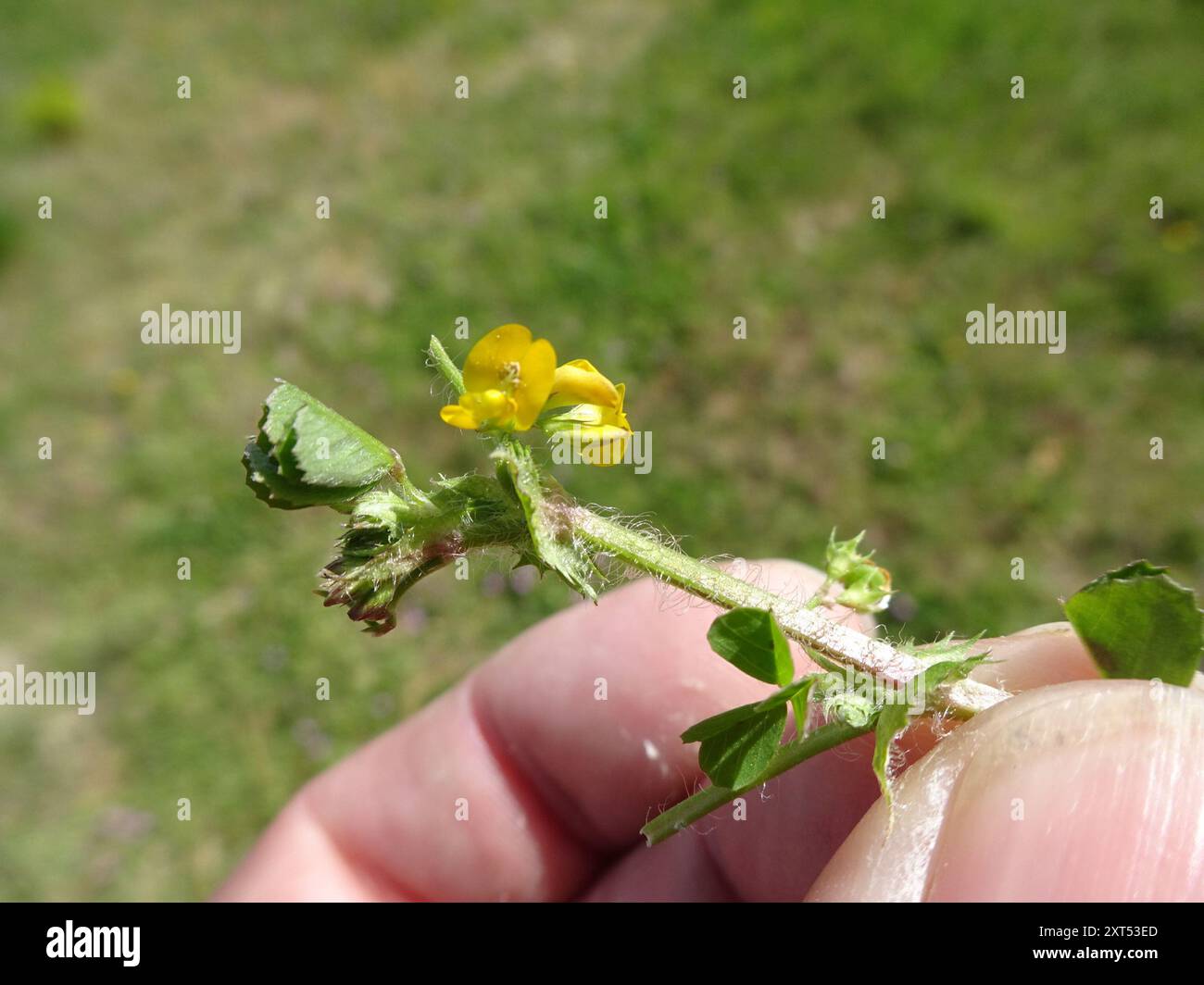 Spotted medick (Medicago arabica) Plantae Stock Photo - Alamy