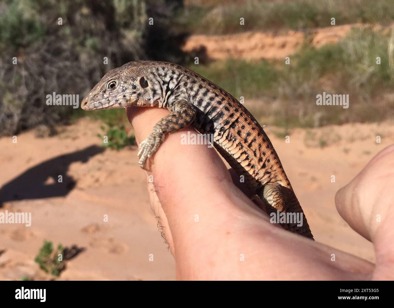 Western Whiptail (Aspidoscelis tigris) Reptilia Stock Photo - Alamy