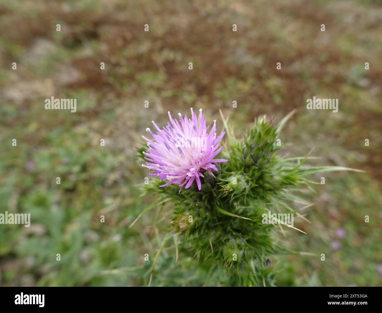Slender Thistle (Carduus tenuiflorus) Plantae Stock Photo - Alamy