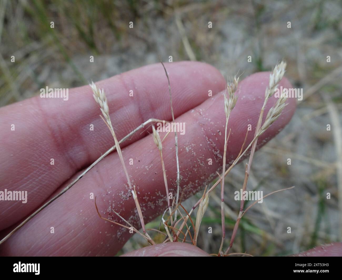 early hair grass (Aira praecox) Plantae Stock Photo - Alamy