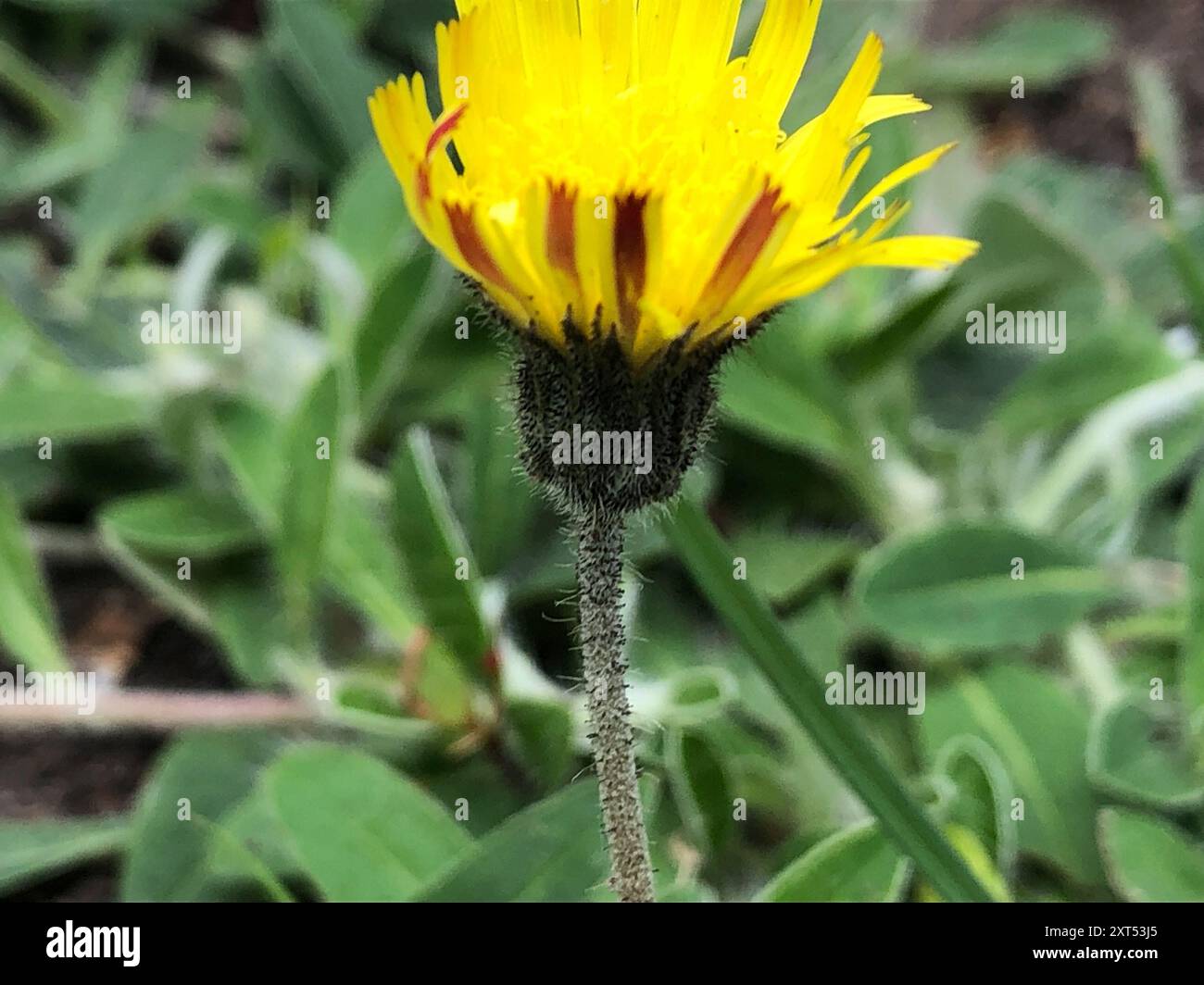 mouse-eared hawkweed (Pilosella officinarum) Plantae Stock Photo - Alamy