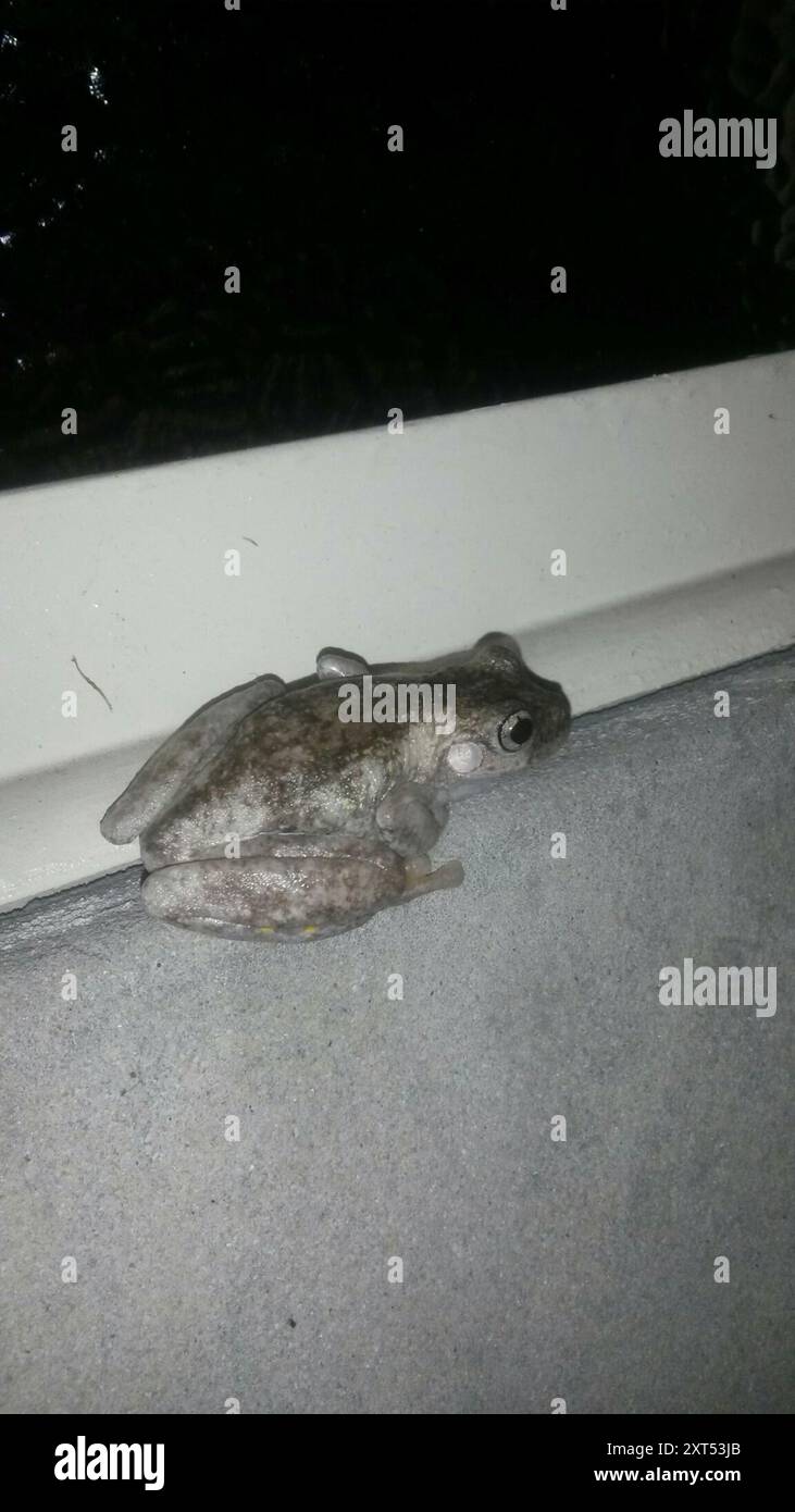 Peron's Laughing Tree Frog (Litoria peronii) Amphibia Stock Photo - Alamy