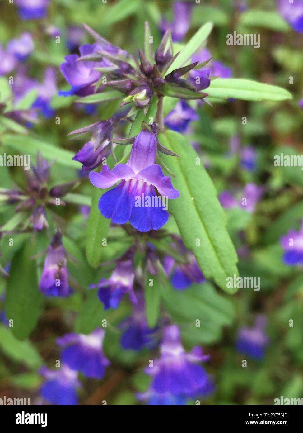 Giant Blue-eyed Mary (Collinsia grandiflora) Plantae Stock Photo - Alamy