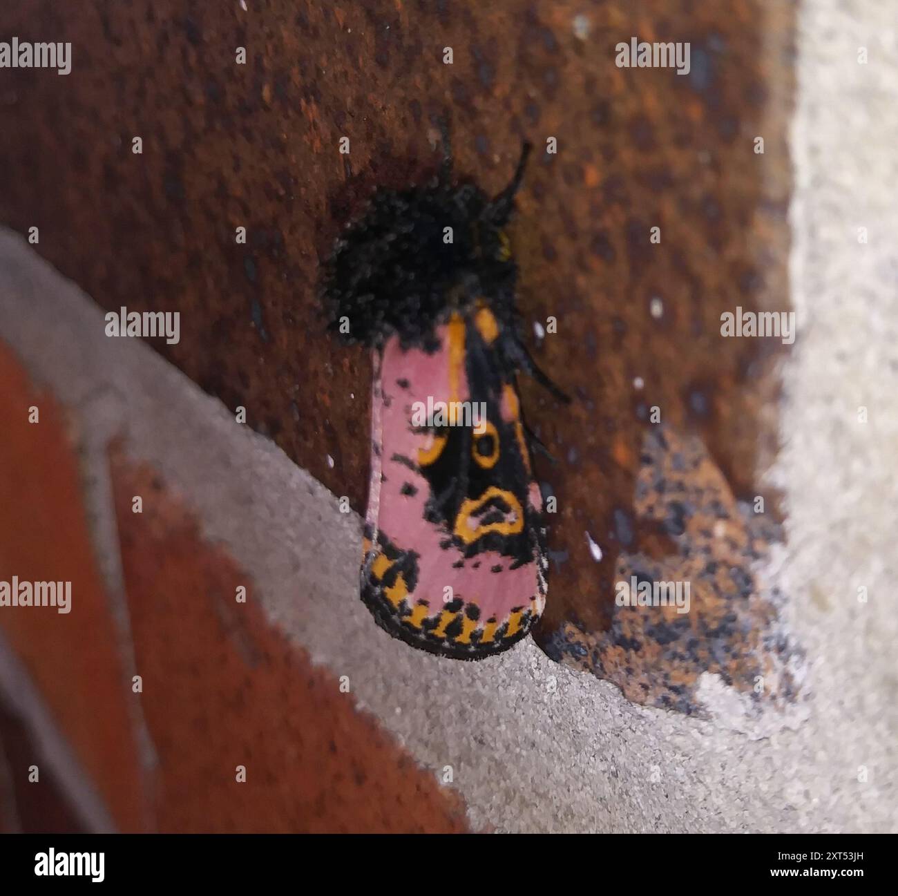 Spanish Moth (Xanthopastis regnatrix) Insecta Stock Photo - Alamy