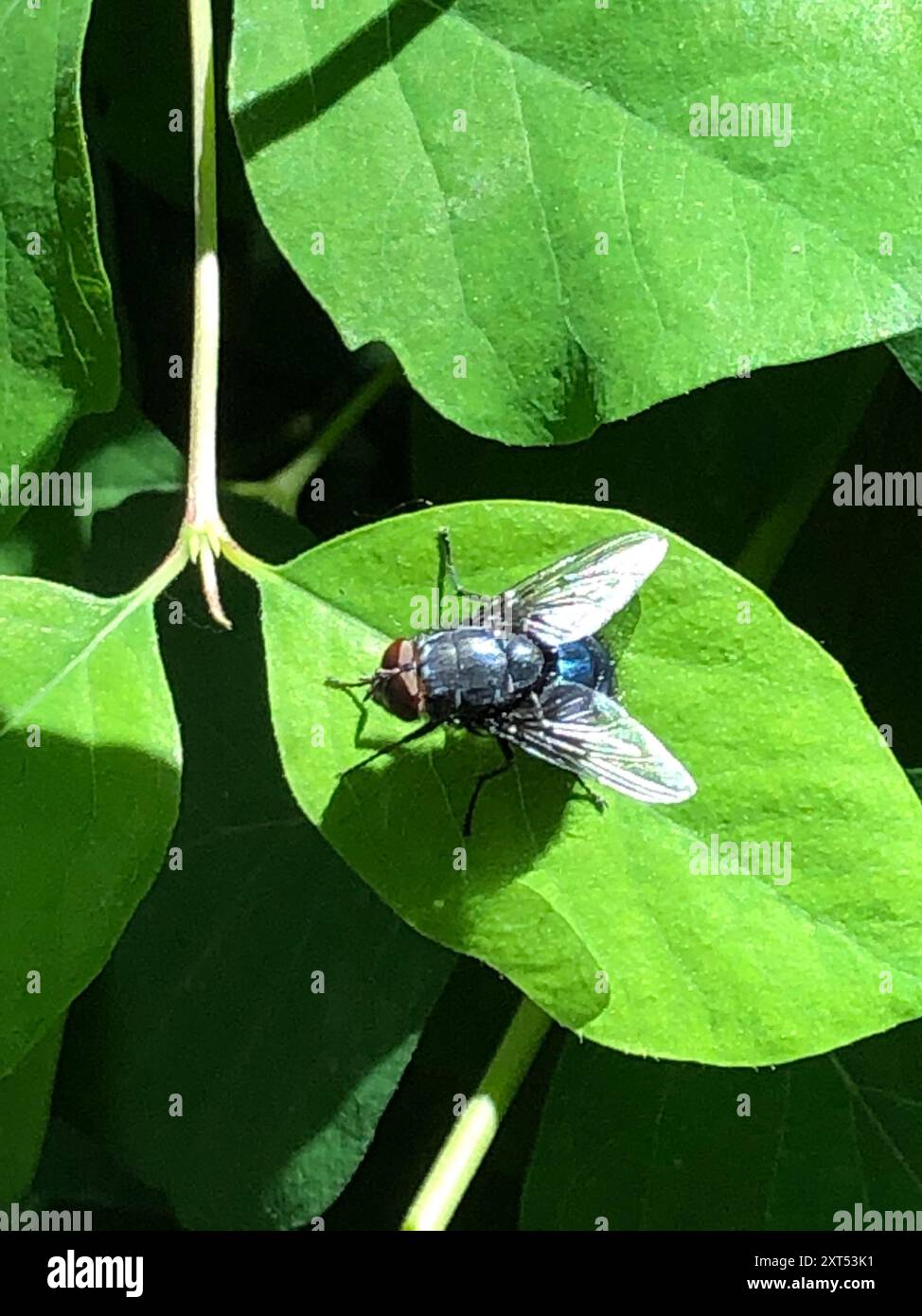 Bluebottle Flies (Calliphora) Insecta Stock Photo - Alamy
