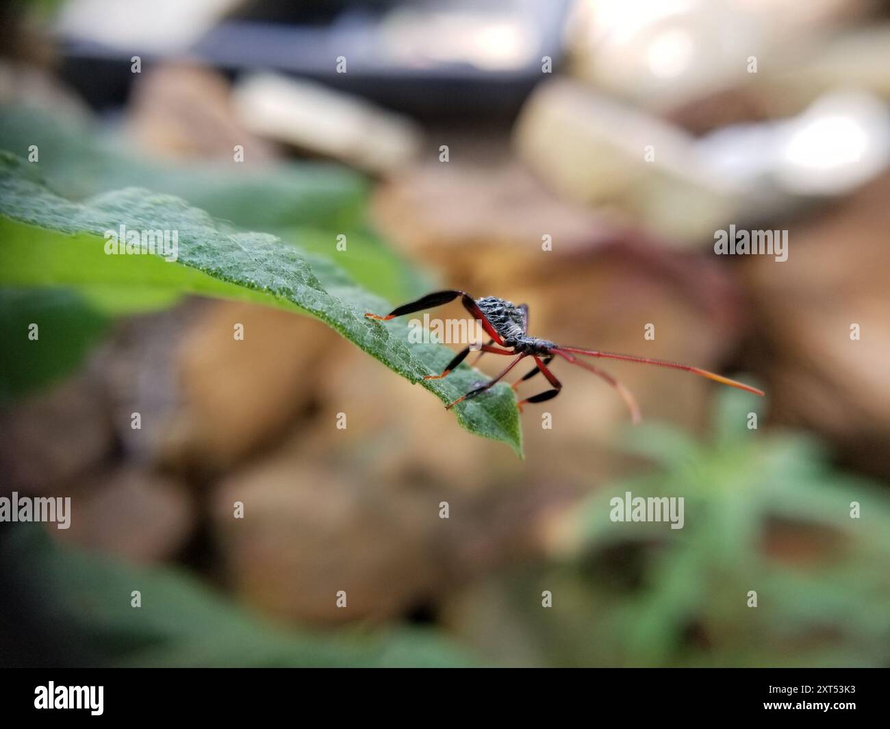 Spine-headed Bugs (Acanthocephala) Insecta Stock Photo - Alamy