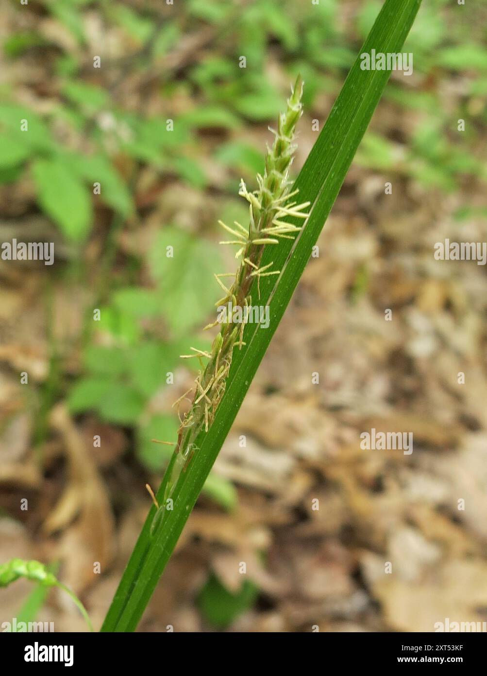 graceful sedge (Carex gracillima) Plantae Stock Photo - Alamy