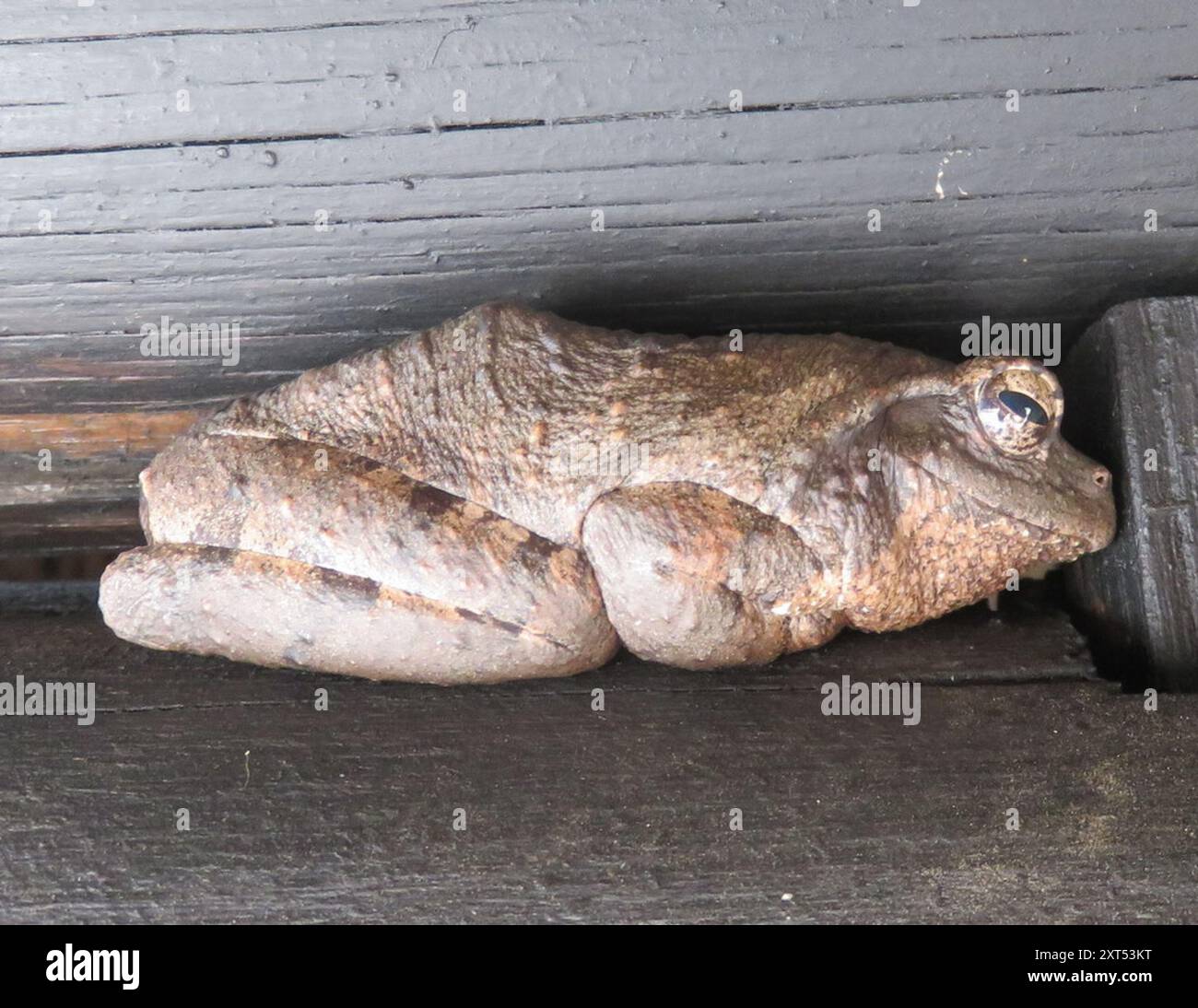 Grey Foam-nest Tree Frog (Chiromantis xerampelina) Amphibia Stock Photo - Alamy