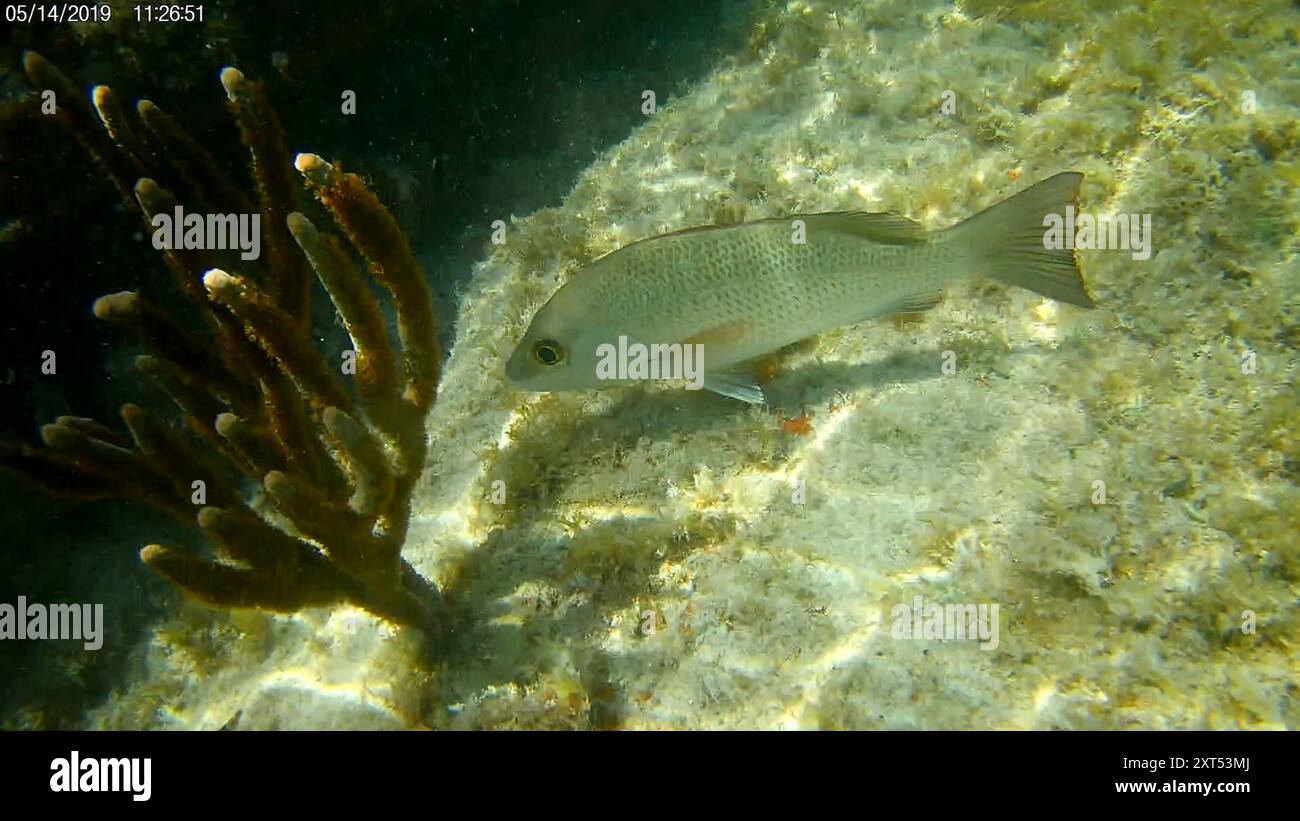 Gray Snapper (Lutjanus griseus) Actinopterygii Stock Photo - Alamy