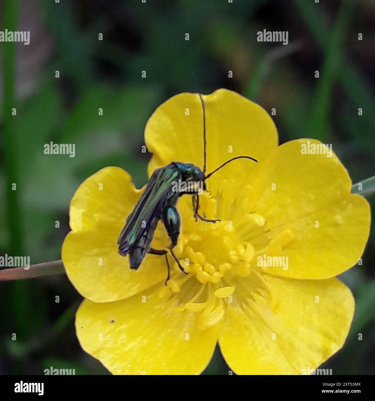 Thick-legged Flower Beetle (Oedemera nobilis) Insecta Stock Photo - Alamy