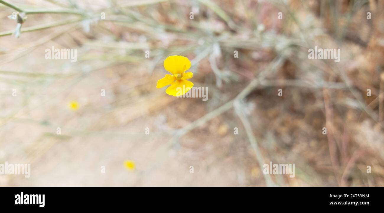 Little Gold Poppy (Eschscholzia minutiflora) Plantae Stock Photo - Alamy