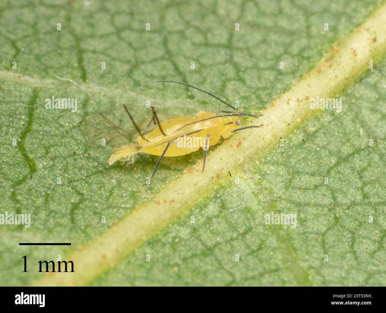 small walnut aphid (Chromaphis juglandicola) Insecta Stock Photo - Alamy