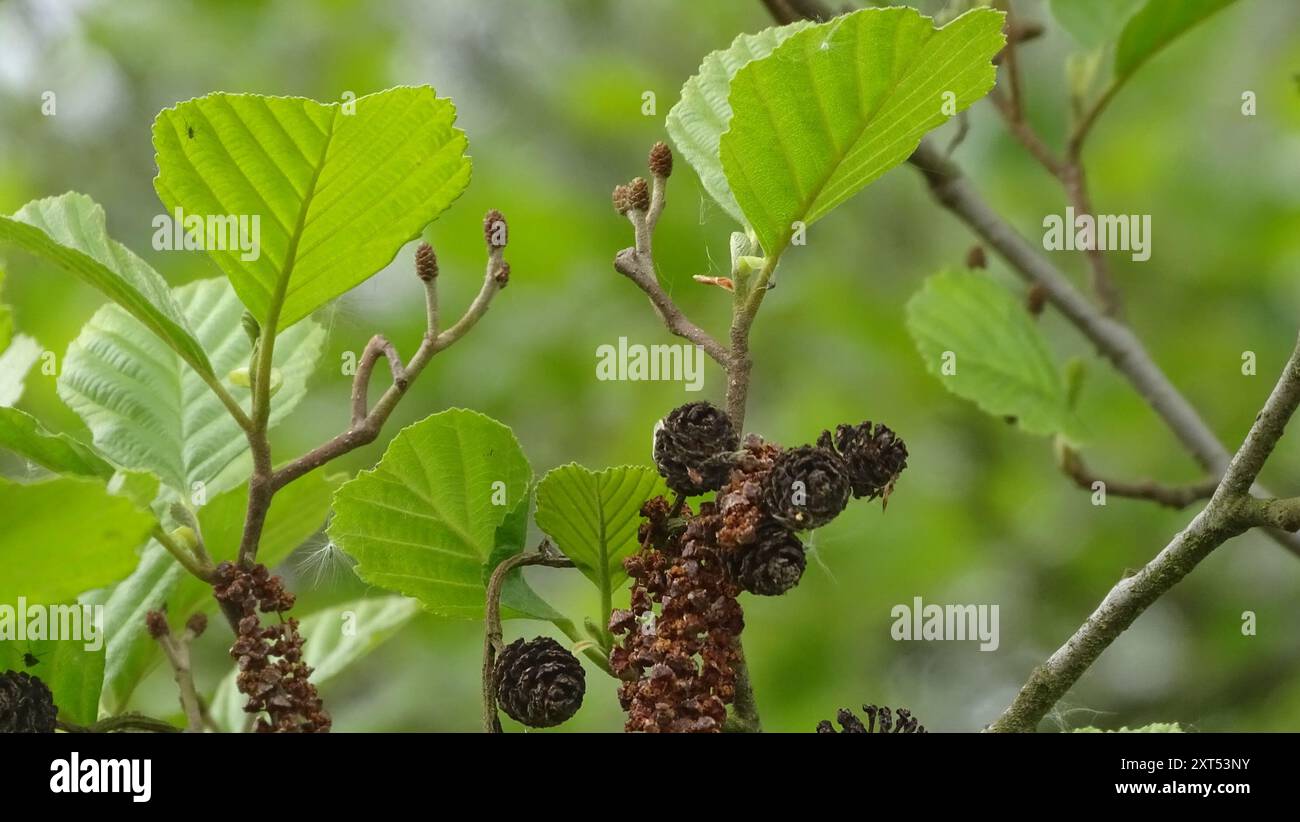 common alder (Alnus glutinosa) Plantae Stock Photo - Alamy