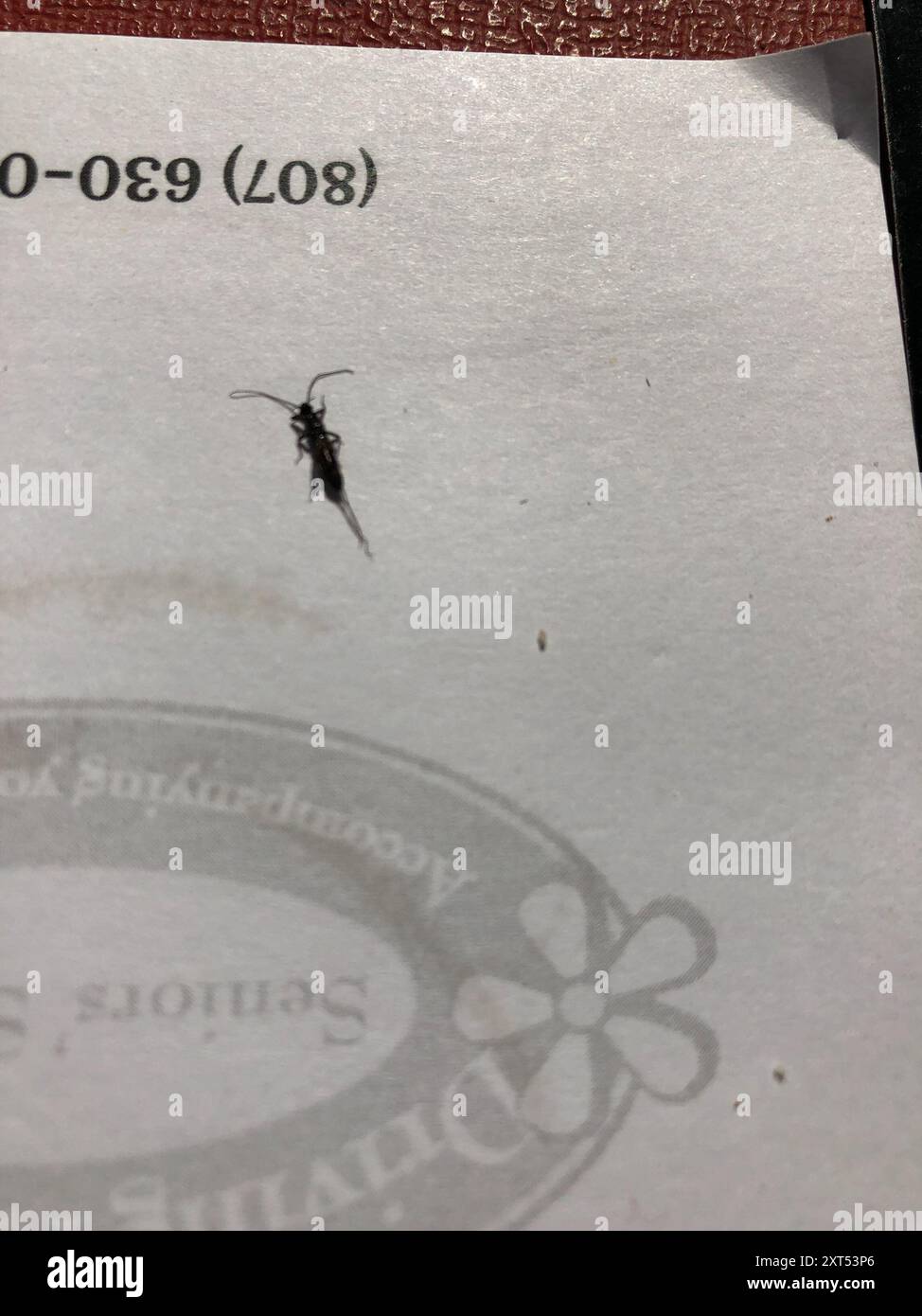 Small Winter Stoneflies (Capniidae) Insecta Stock Photo - Alamy