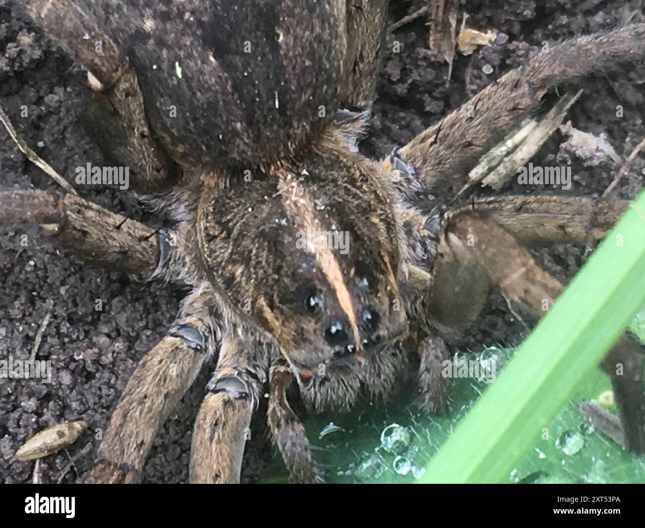 Wetland Giant Wolf Spider (Tigrosa helluo) Arachnida Stock Photo - Alamy