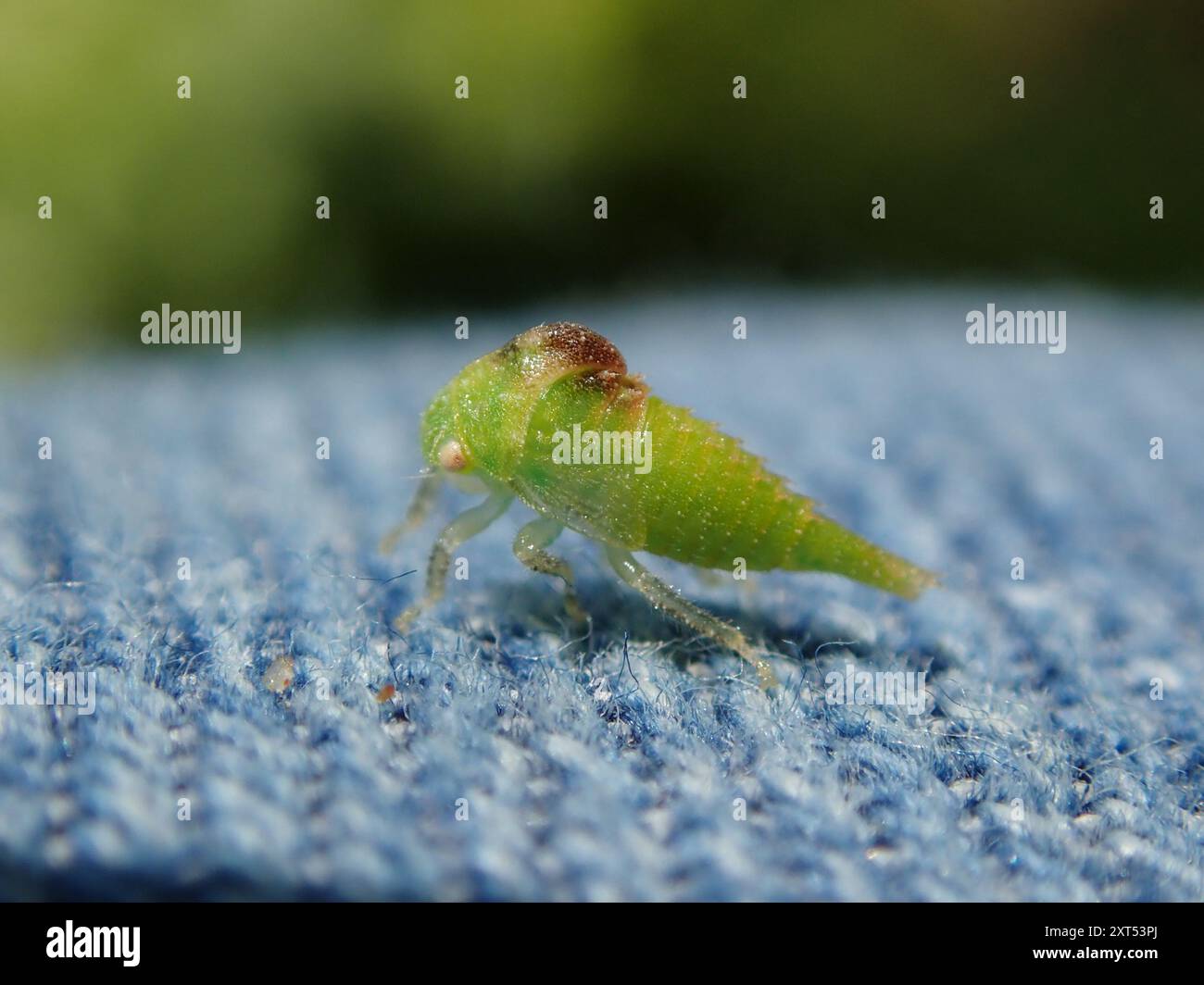 Typical Treehoppers (Membracidae) Insecta Stock Photo - Alamy