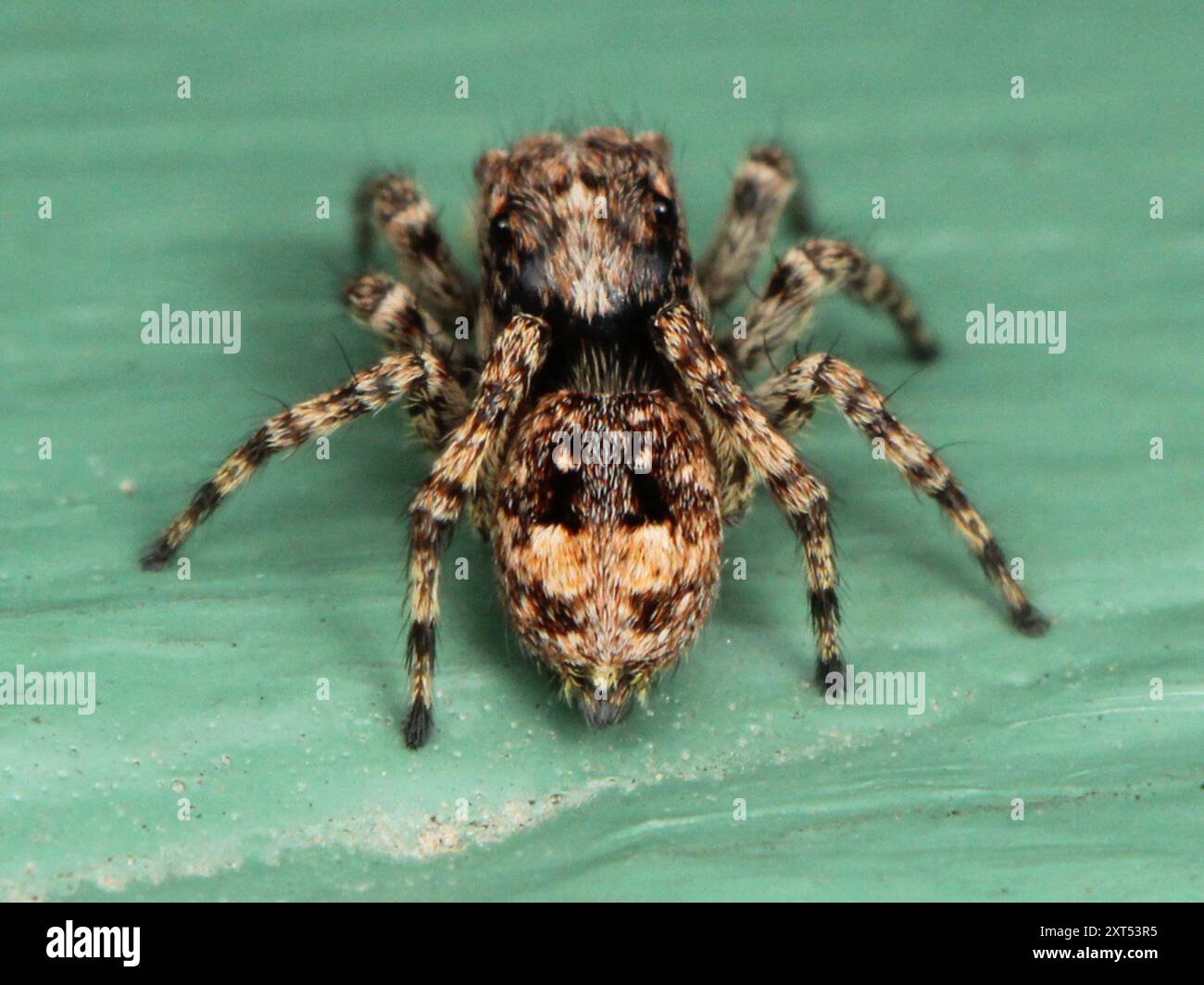 Asiatic Wall Jumping Spider (Attulus fasciger) Arachnida Stock Photo ...