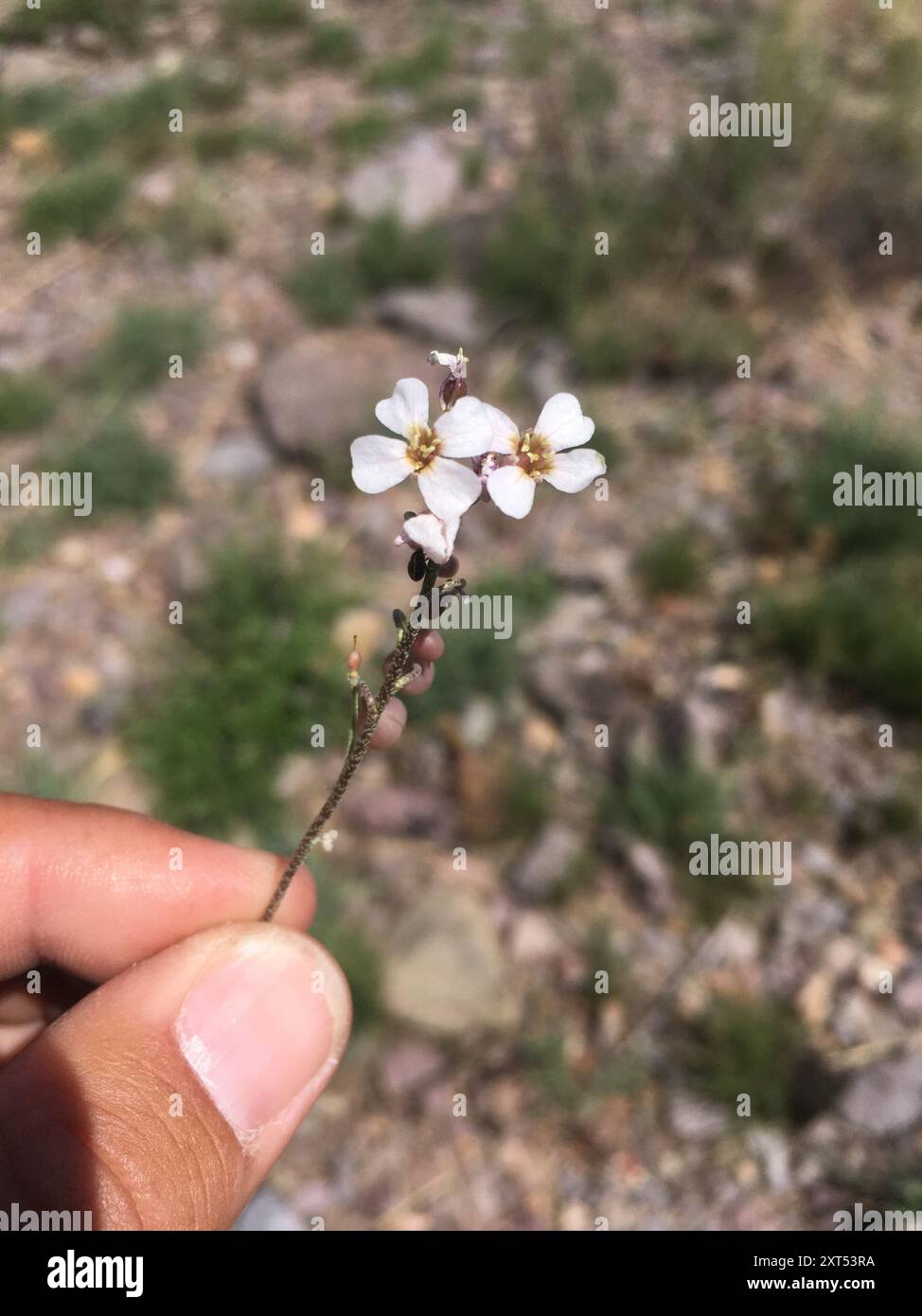 white bladderpod (Physaria purpurea) Plantae Stock Photo - Alamy