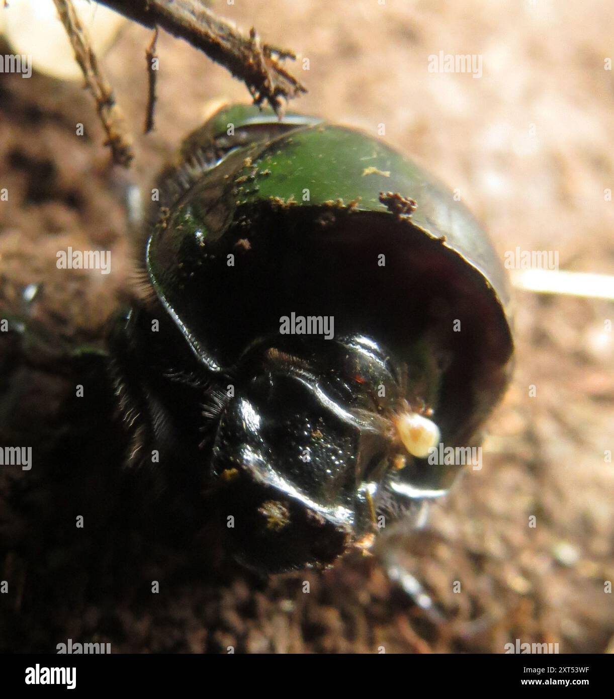 Dung Beetles (Scarabaeinae) Insecta Stock Photo - Alamy