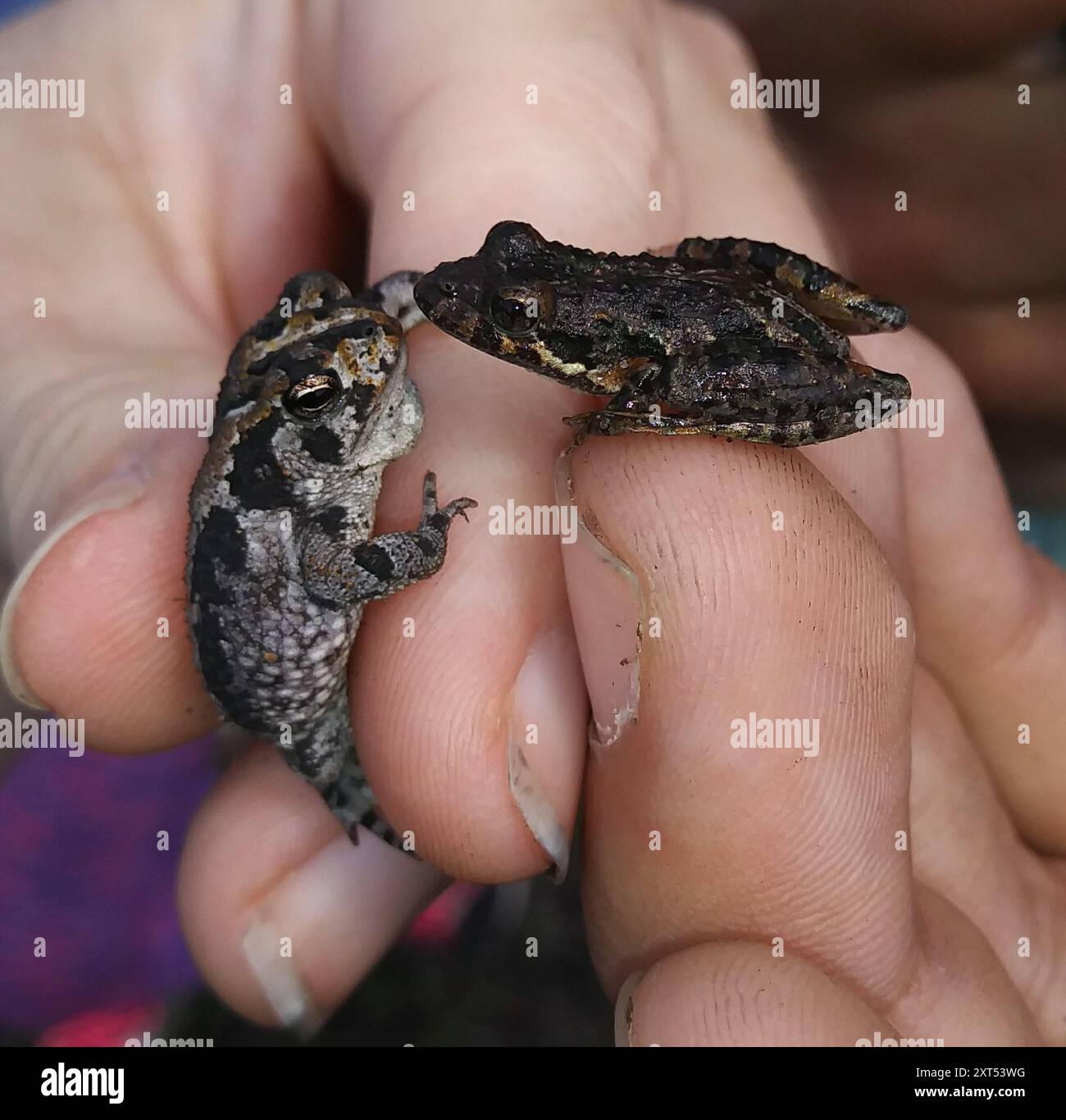 Oak Toad (Anaxyrus quercicus) Amphibia Stock Photo - Alamy