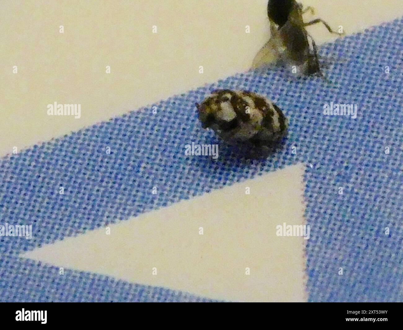 Carpet Beetles (Anthrenus) Insecta Stock Photo - Alamy