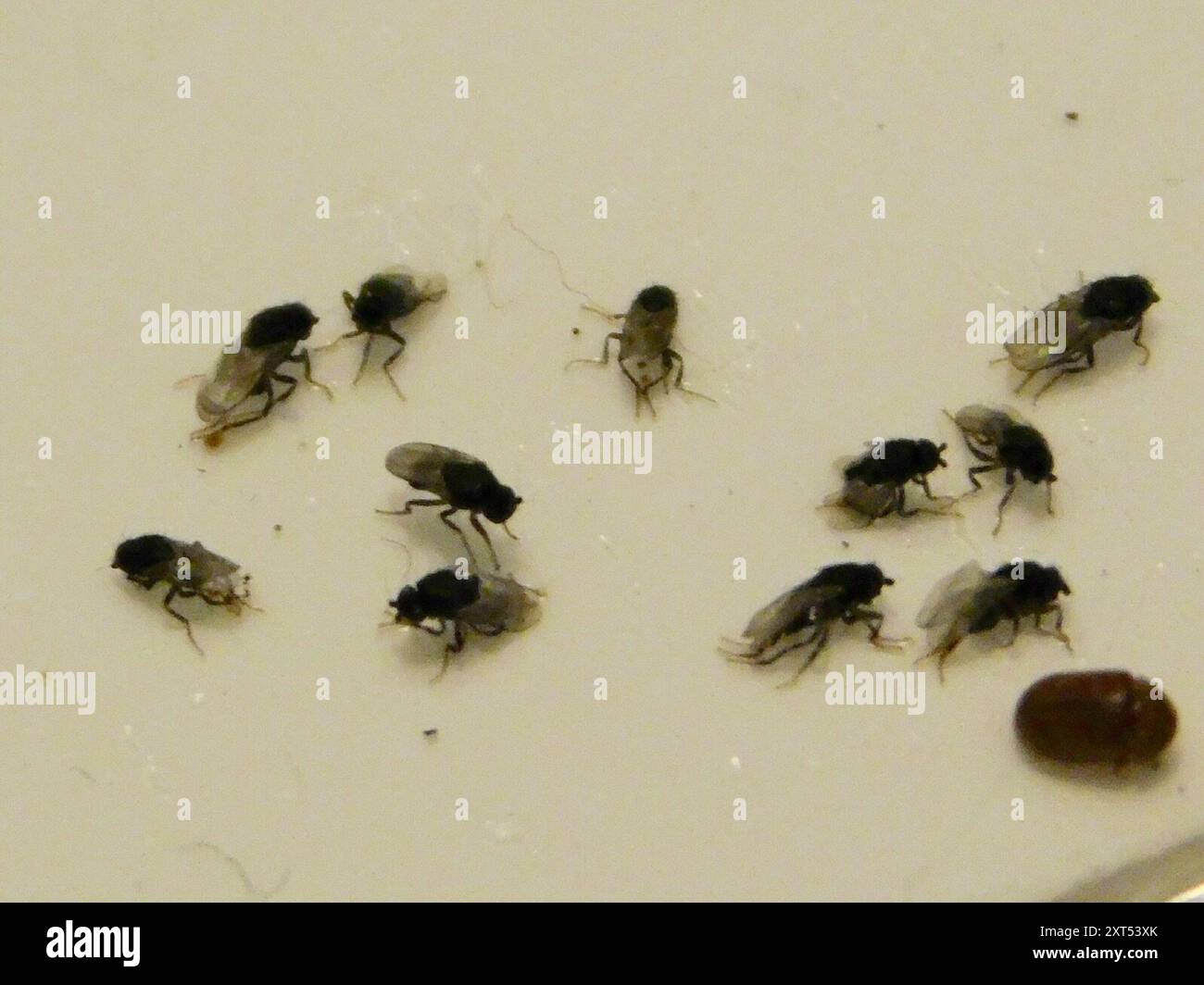 Acalyptrate hi-res stock photography and images - Alamy