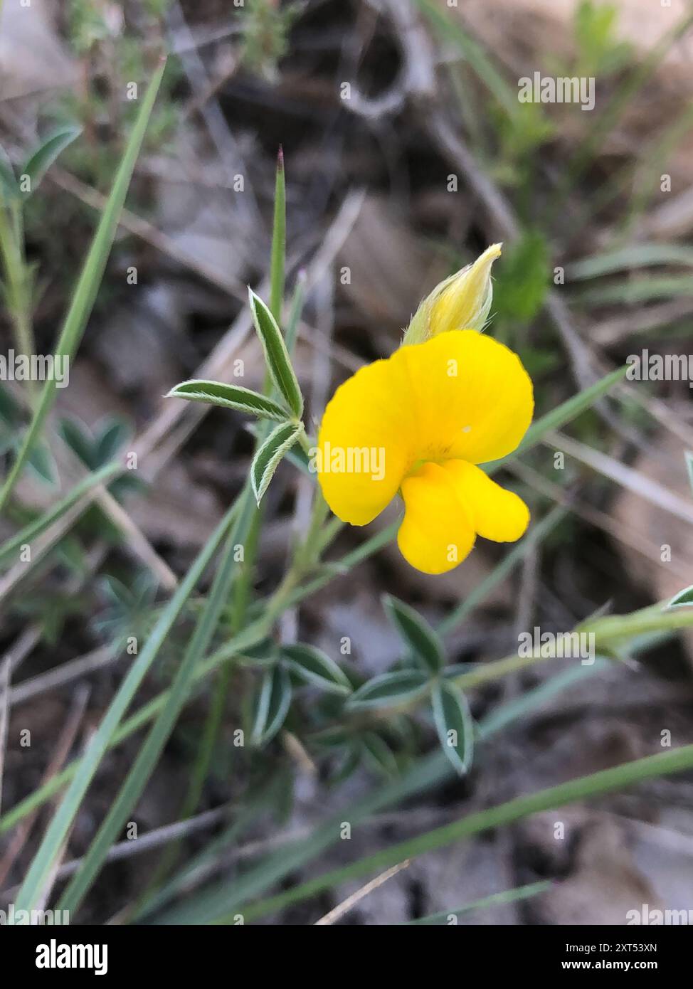 brooms, lupines, and allies (Genisteae) Plantae Stock Photo - Alamy