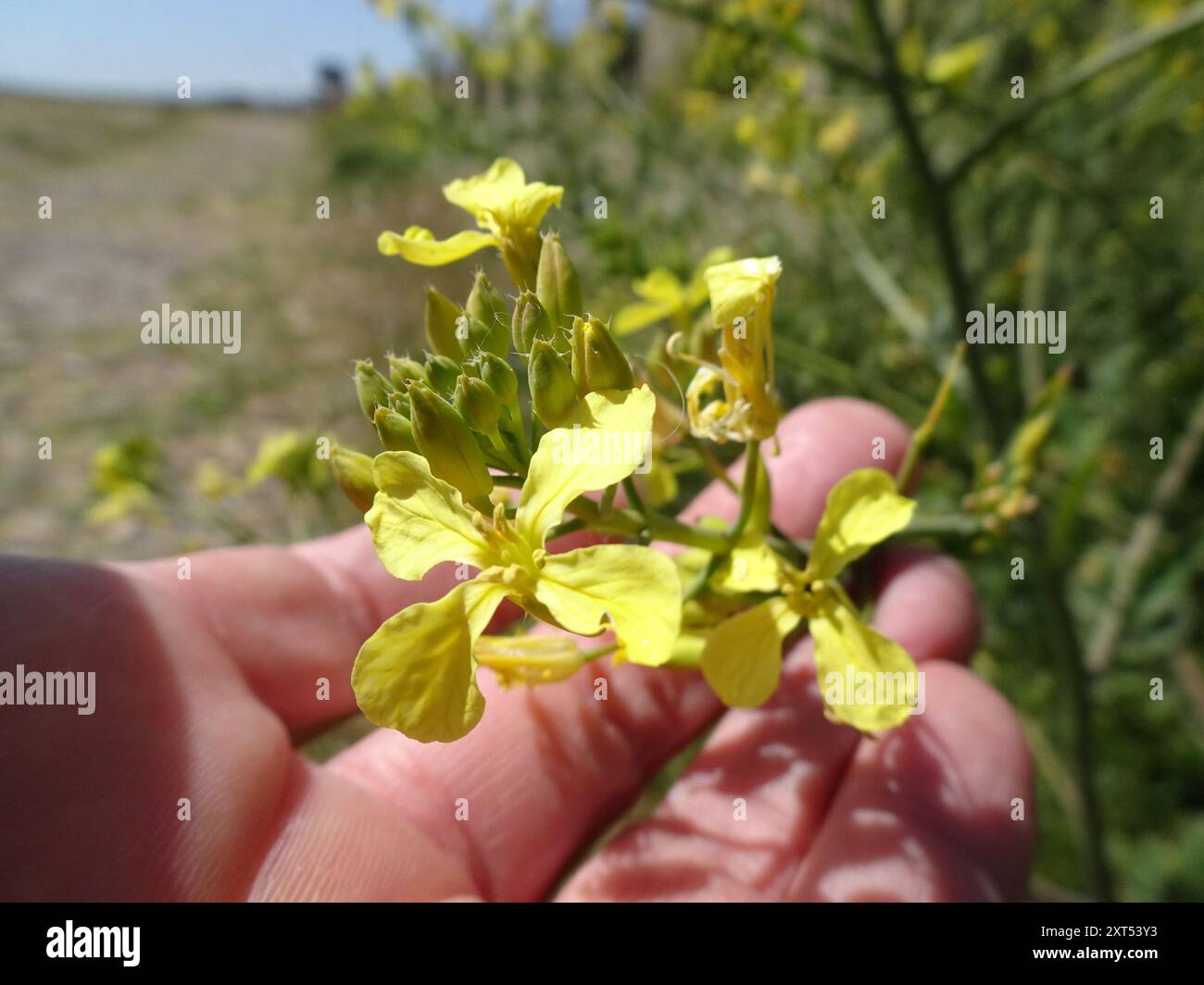 Mediterranean Radish (Raphanus raphanistrum landra) Plantae Stock Photo ...