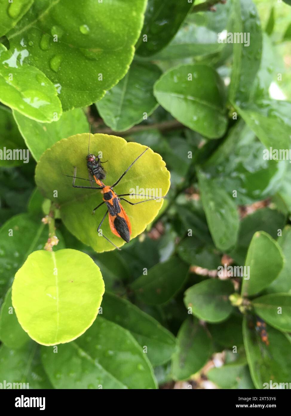 Milkweed Assassin Bug (Zelus longipes) Insecta Stock Photo - Alamy