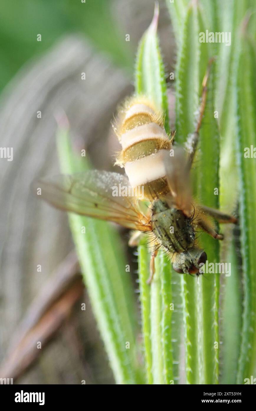 Fly Death Fungi (Entomophthora muscae) Fungi Stock Photo - Alamy
