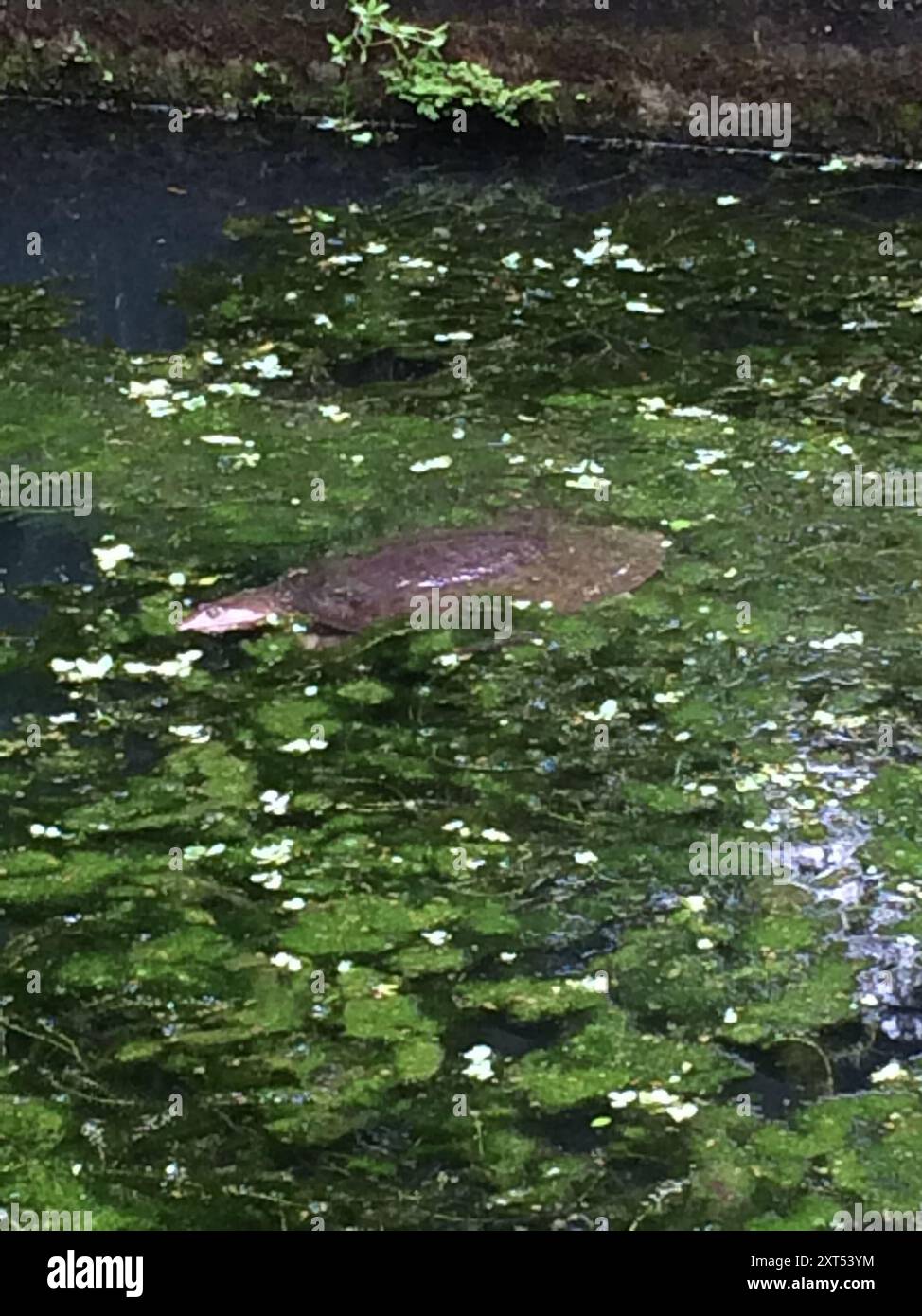 Florida Softshell Turtle (Apalone ferox) Reptilia Stock Photo - Alamy