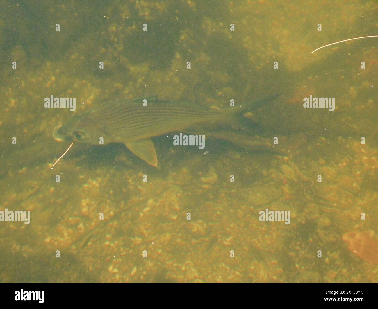 Striped mojarra hi-res stock photography and images - Alamy