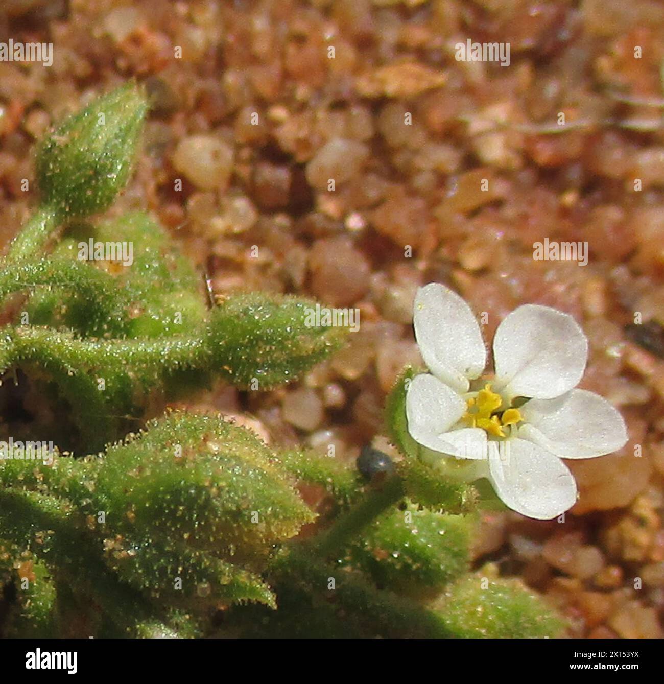 Sticky Lizardfoot (Limeum viscosum) Plantae Stock Photo - Alamy