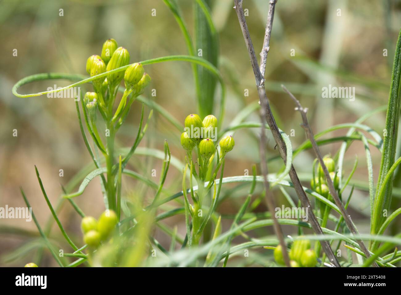 Blochman's ragwort (Senecio blochmaniae) Plantae Stock Photo - Alamy