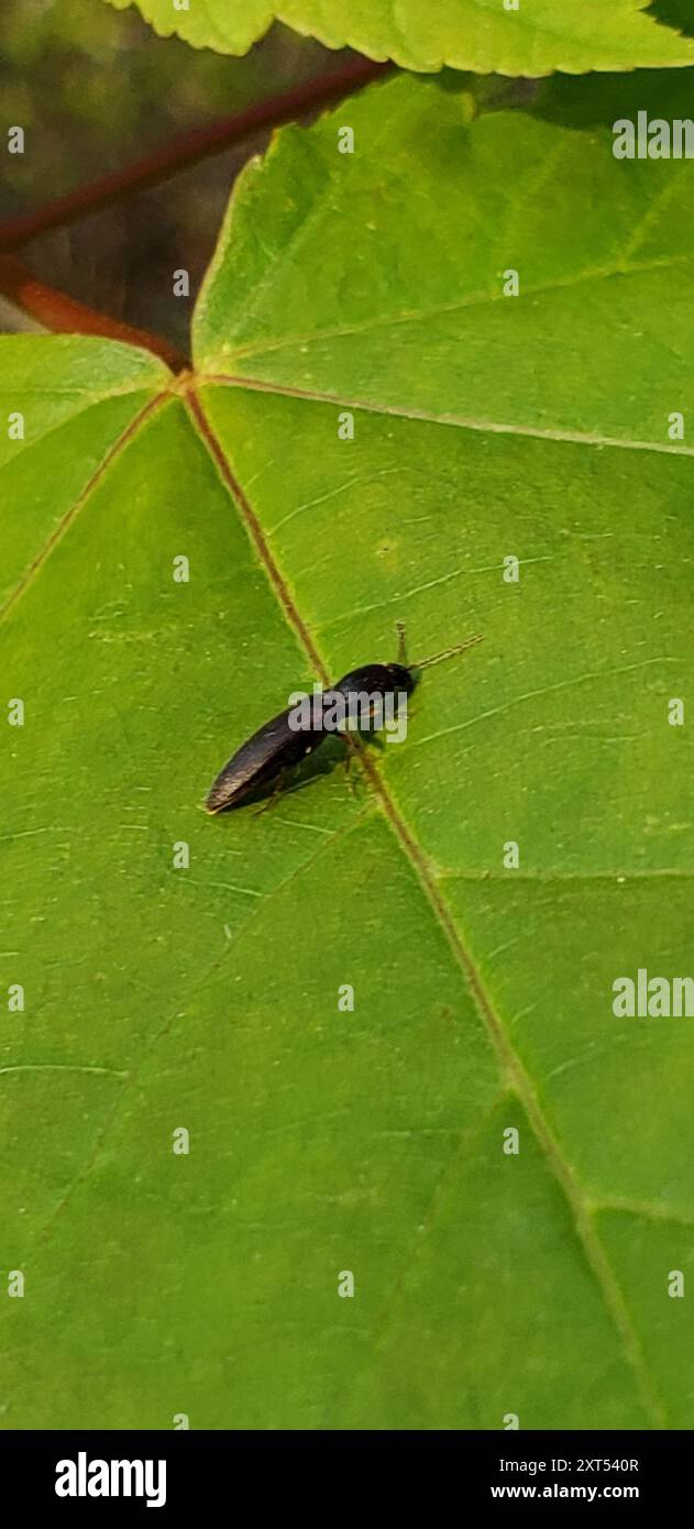 Beetles (Coleoptera) Insecta Stock Photo - Alamy
