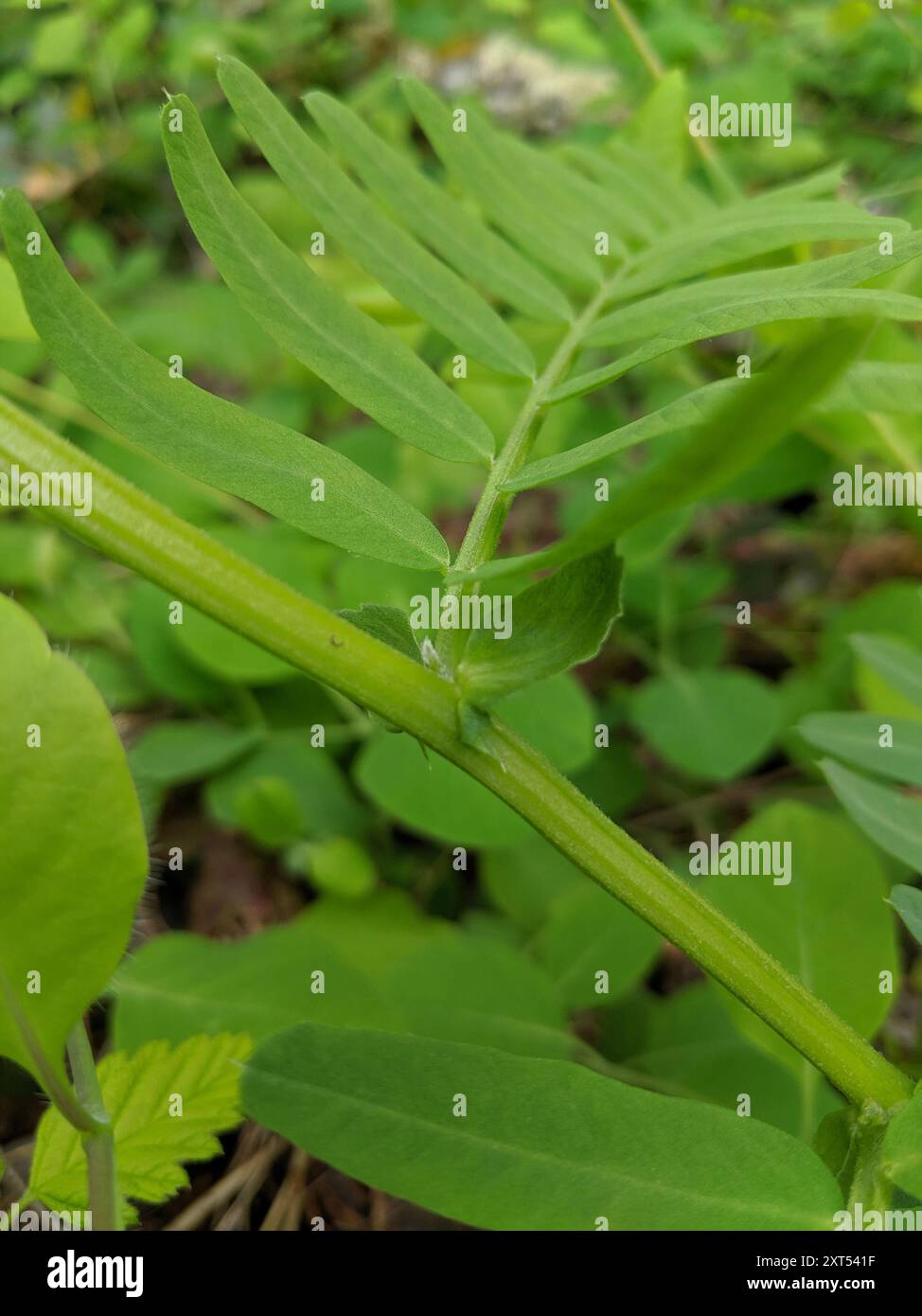 giant vetch (Vicia gigantea) Plantae Stock Photo - Alamy