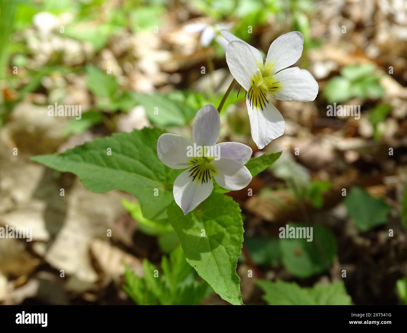 Canada Violet (Viola canadensis) Plantae Stock Photo - Alamy