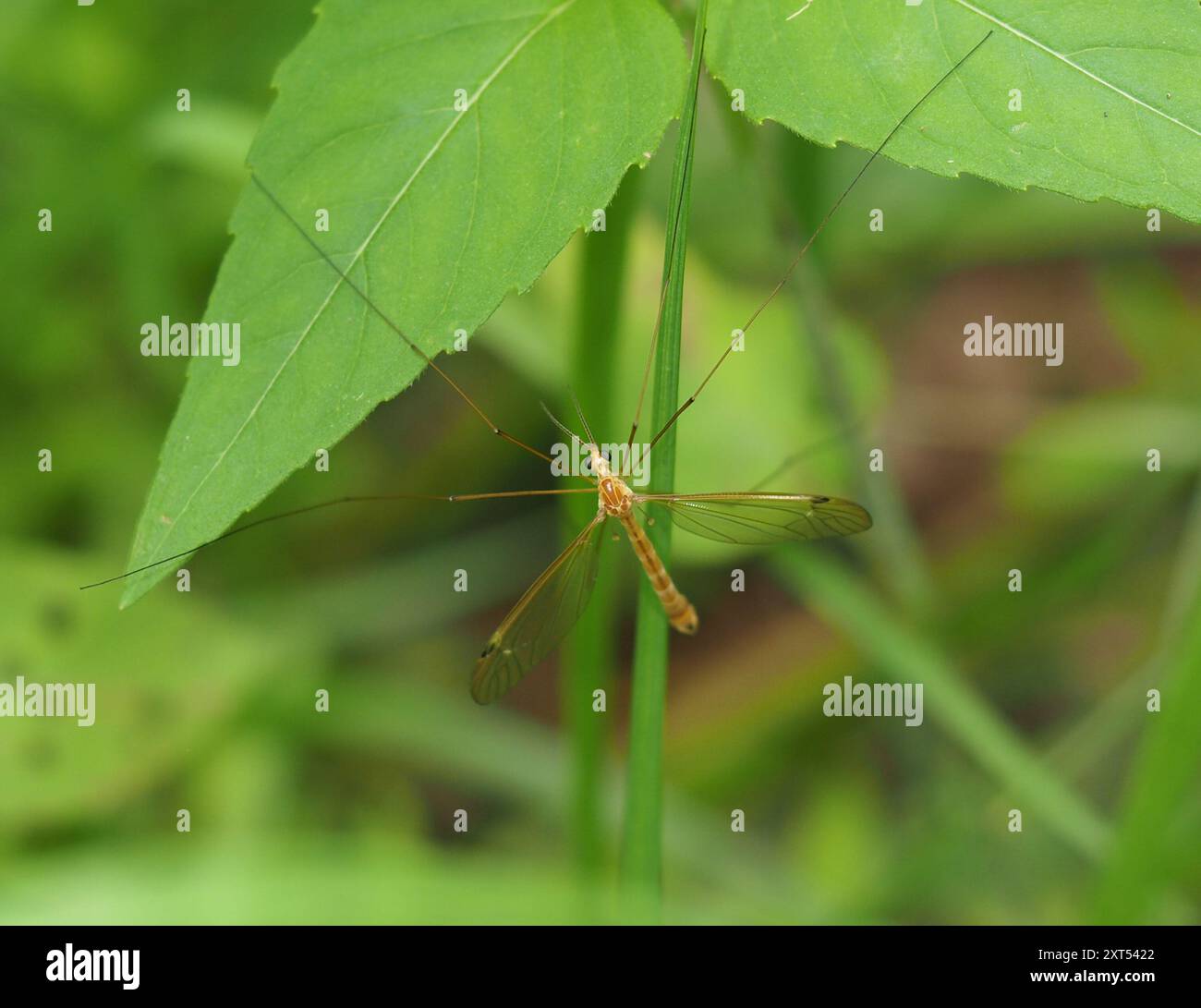 Crane Flies (Tipulomorpha) Insecta Stock Photo - Alamy