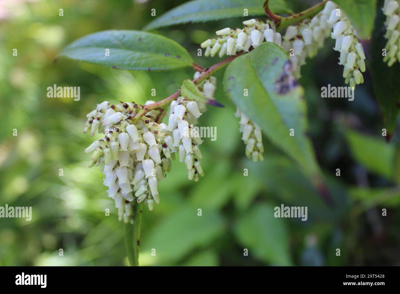 mountain doghobble (Leucothoe fontanesiana) Plantae Stock Photo - Alamy