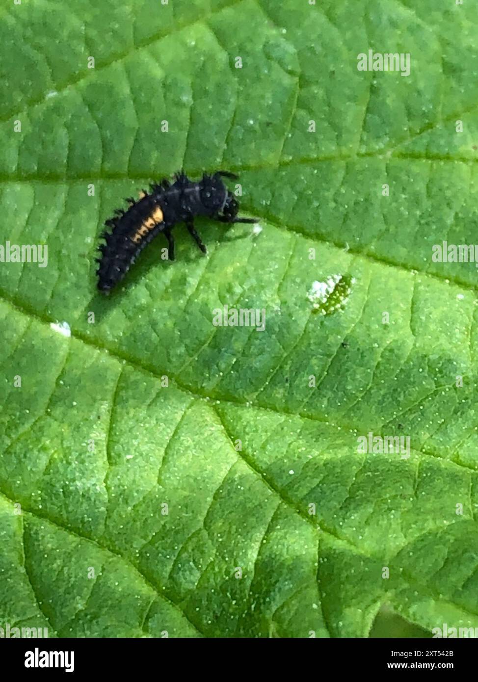 Greater Lady Beetles (Harmonia) Insecta Stock Photo - Alamy